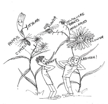 How I See Blog – SeeingNatureCCG