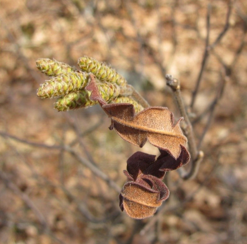Sweet Fern – SeeingNatureCCG