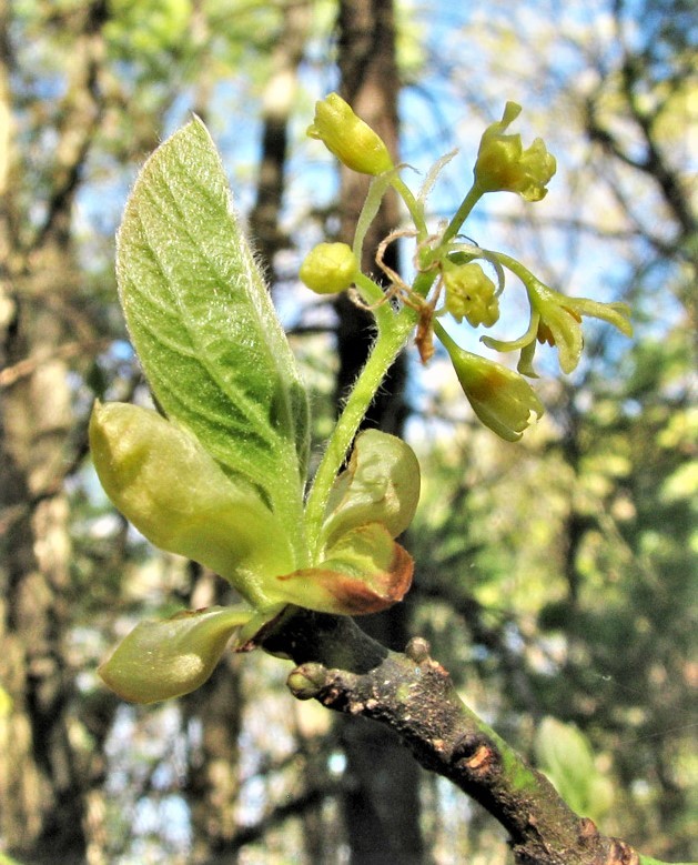 Sassafras – SeeingNatureCCG