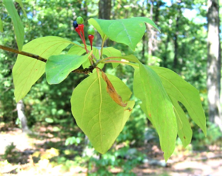 Sassafras – SeeingNatureCCG