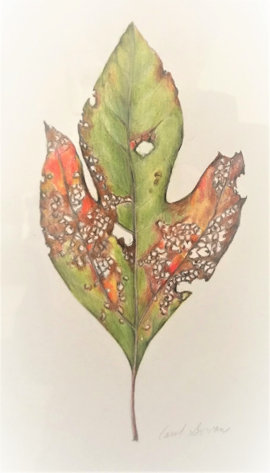 Sassafras – SeeingNatureCCG