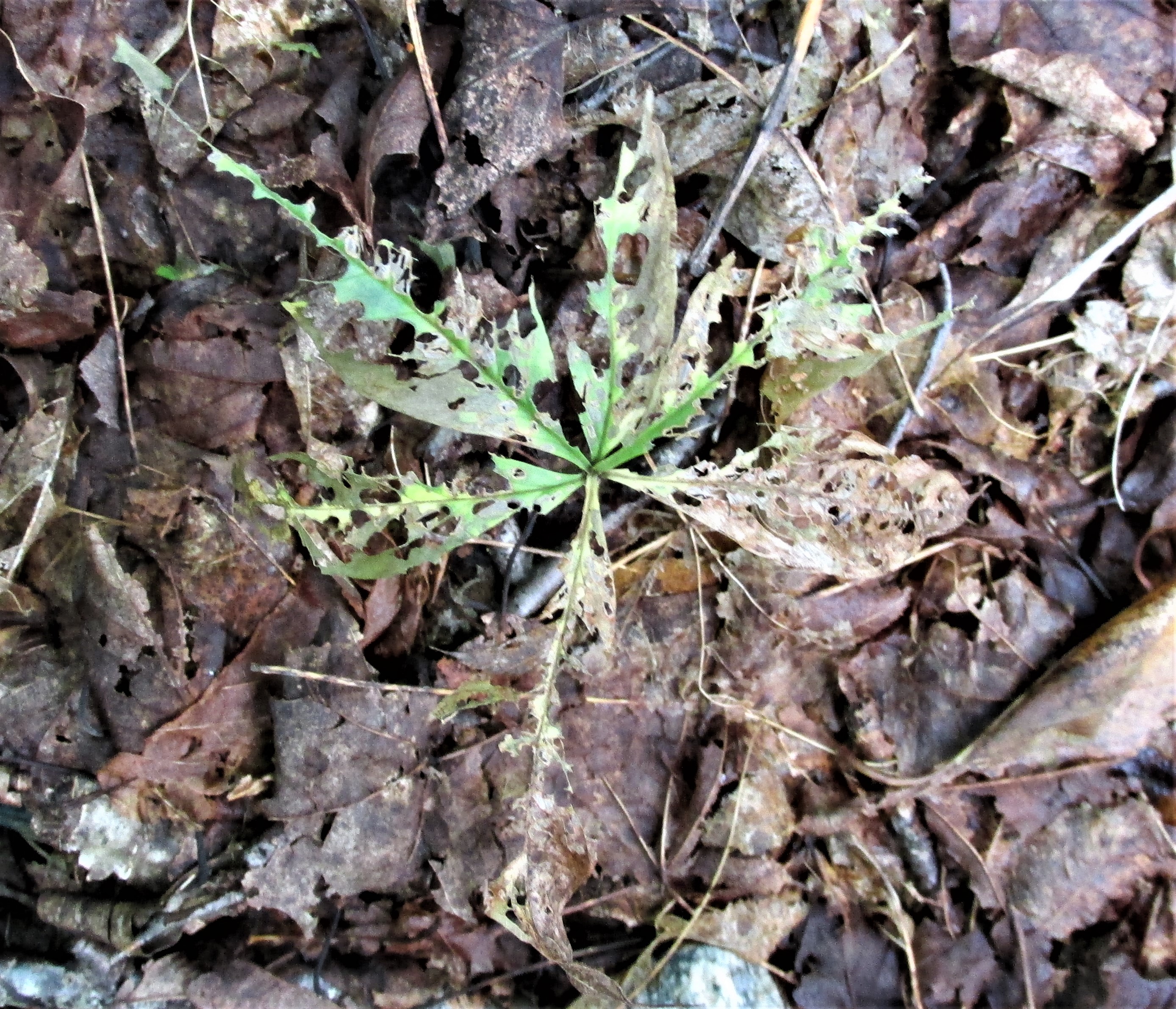 Star Flower – SeeingNatureCCG