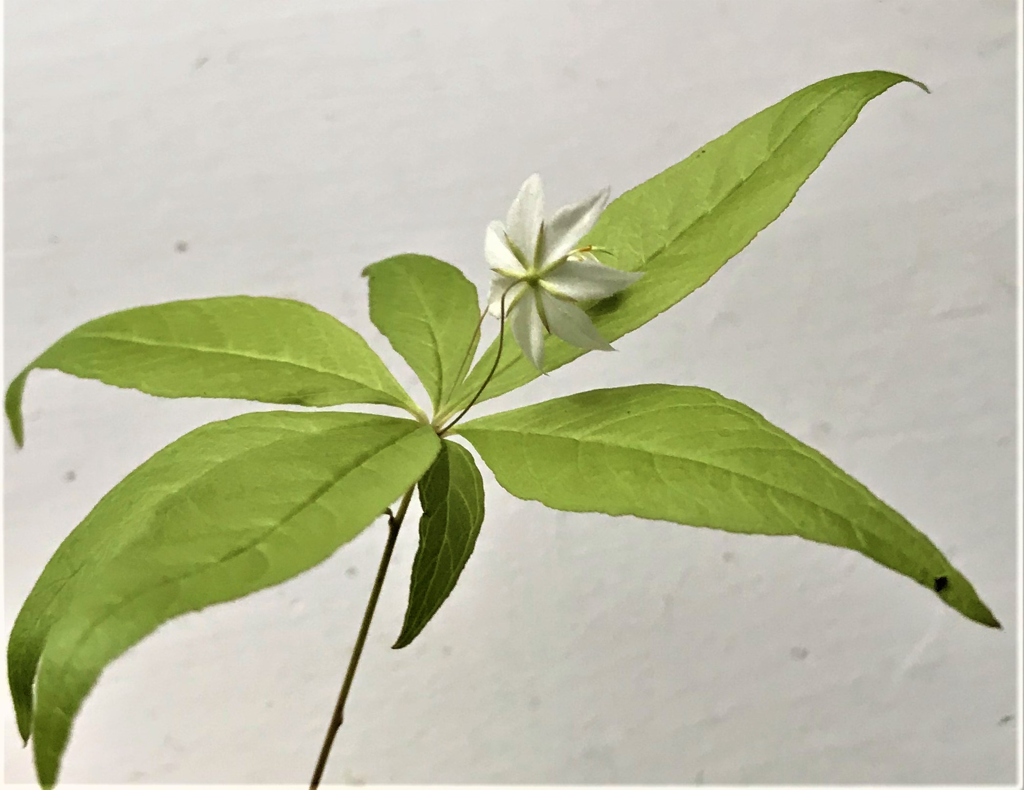 Star Flower – SeeingNatureCCG