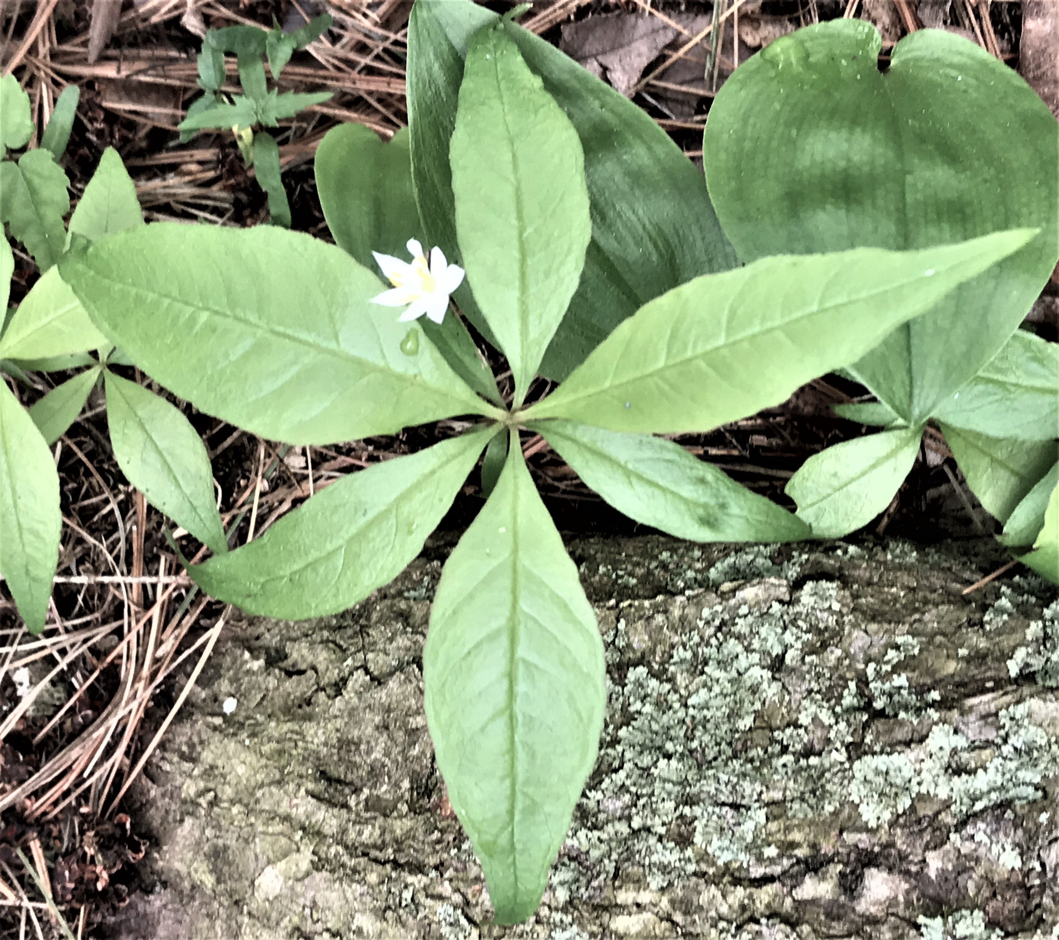Star Flower – SeeingNatureCCG